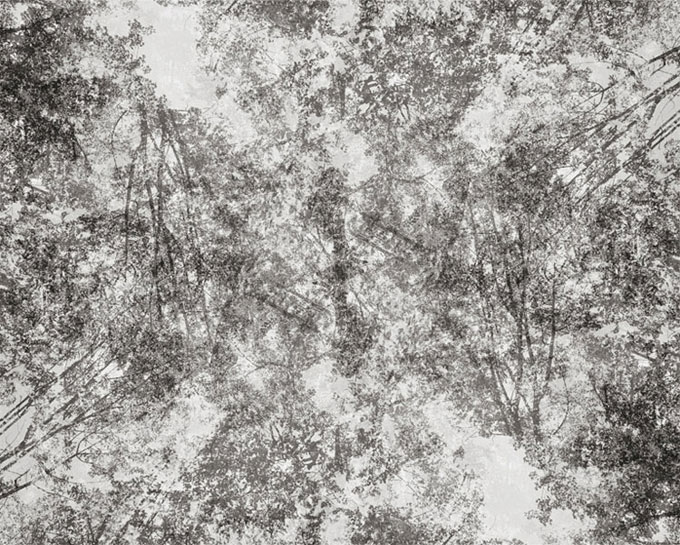 Canopy : CJ Heyliger - Formagramma