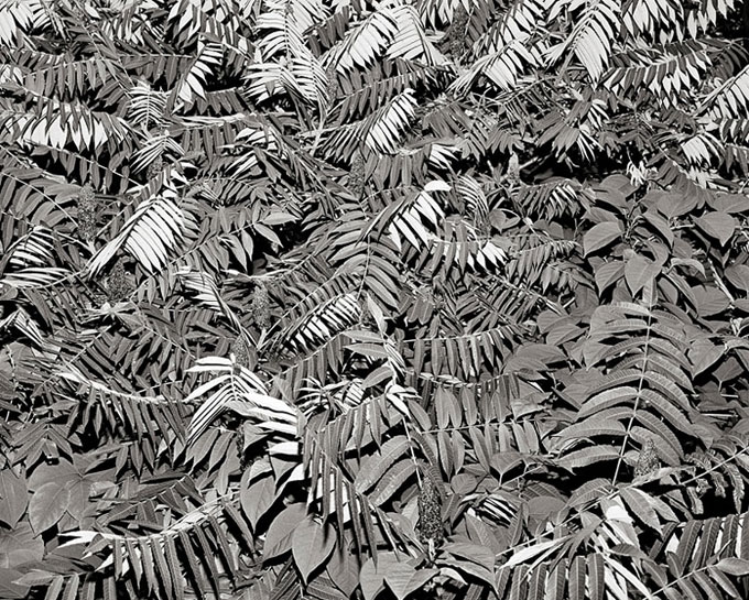 Canopy : CJ Heyliger - Formagramma